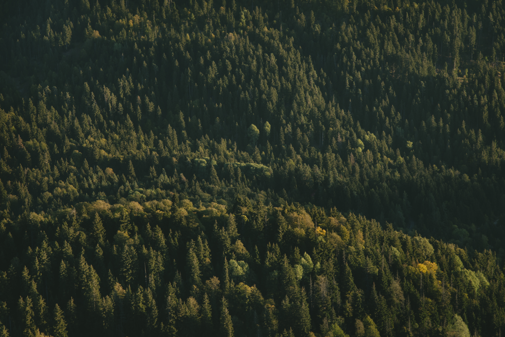 CENN Launches a New Initiative: Watersheds, Forest Management, and DRR ...