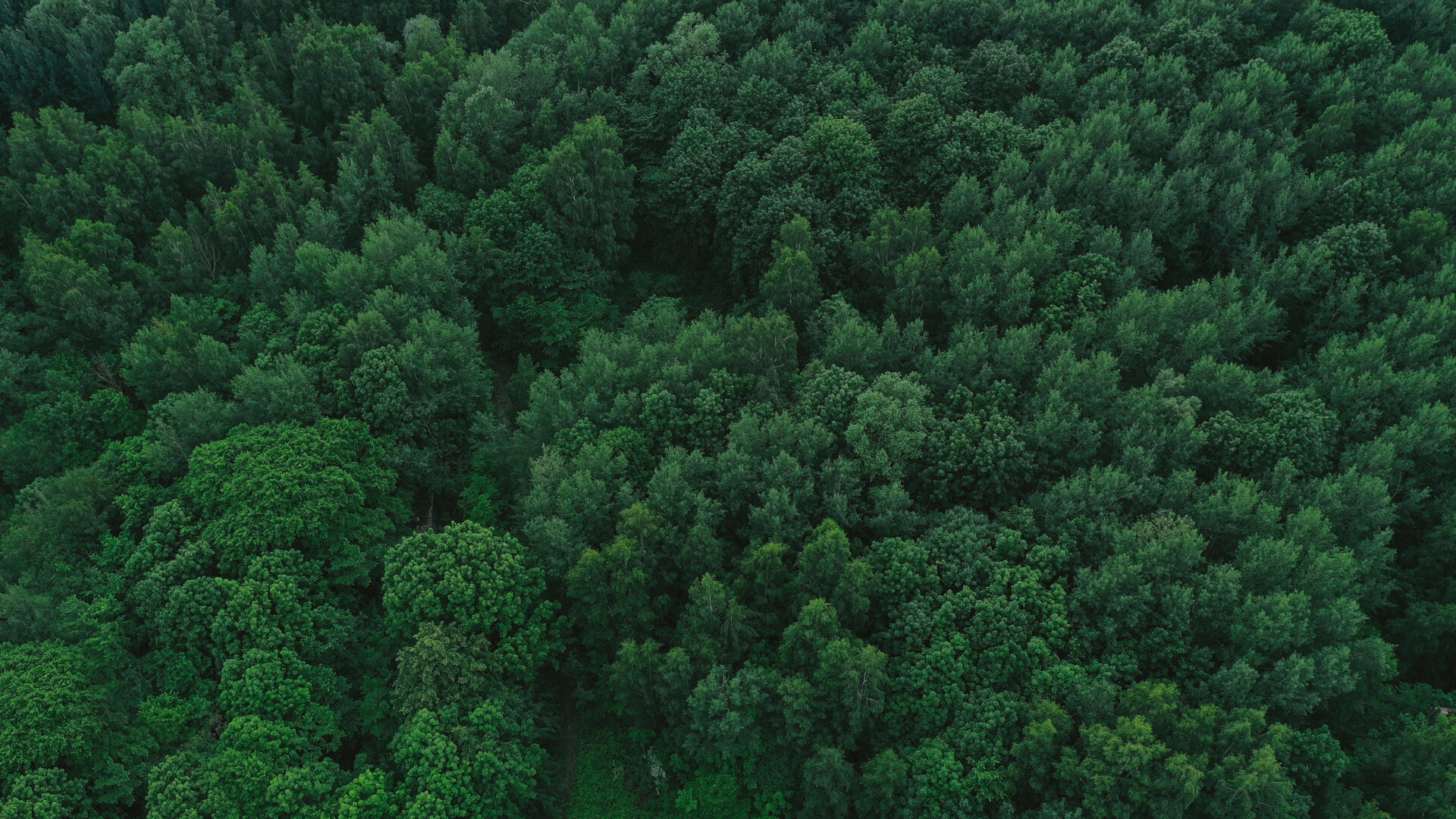 Guidelines for Sustainable Management of Non-Timber Forest Products ...