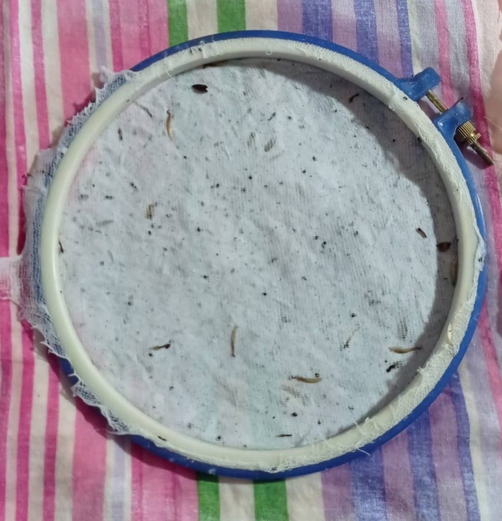 How the hopes of students from Gori turned into green businesses - CENN ...